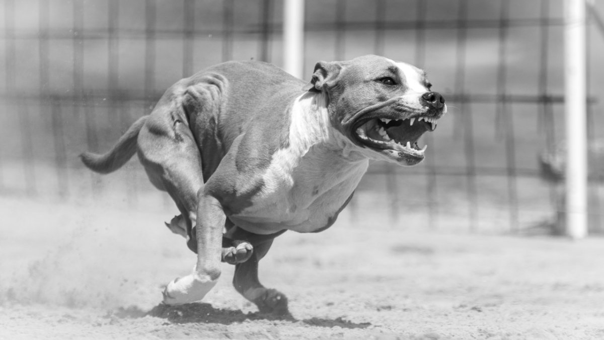 Organizzava combattimenti tra cani: Polizia arresta un termolese ...